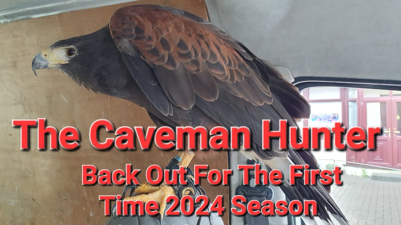 back out with the hawk for the first time Cat Attack On My Dogs - YouTube