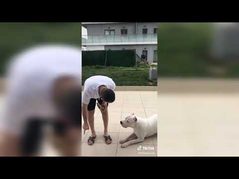 TİKTOK MANZARA KOMEDİ HER TELDEN