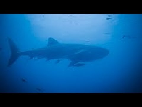 Texas Clipper - YouTube