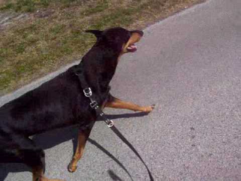 Doberman learns how to ride next to bike! - YouTube