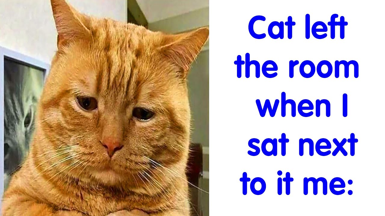 Funny Cat Memes For A Well-Deserved Chuckle - Funny Cat - YouTube