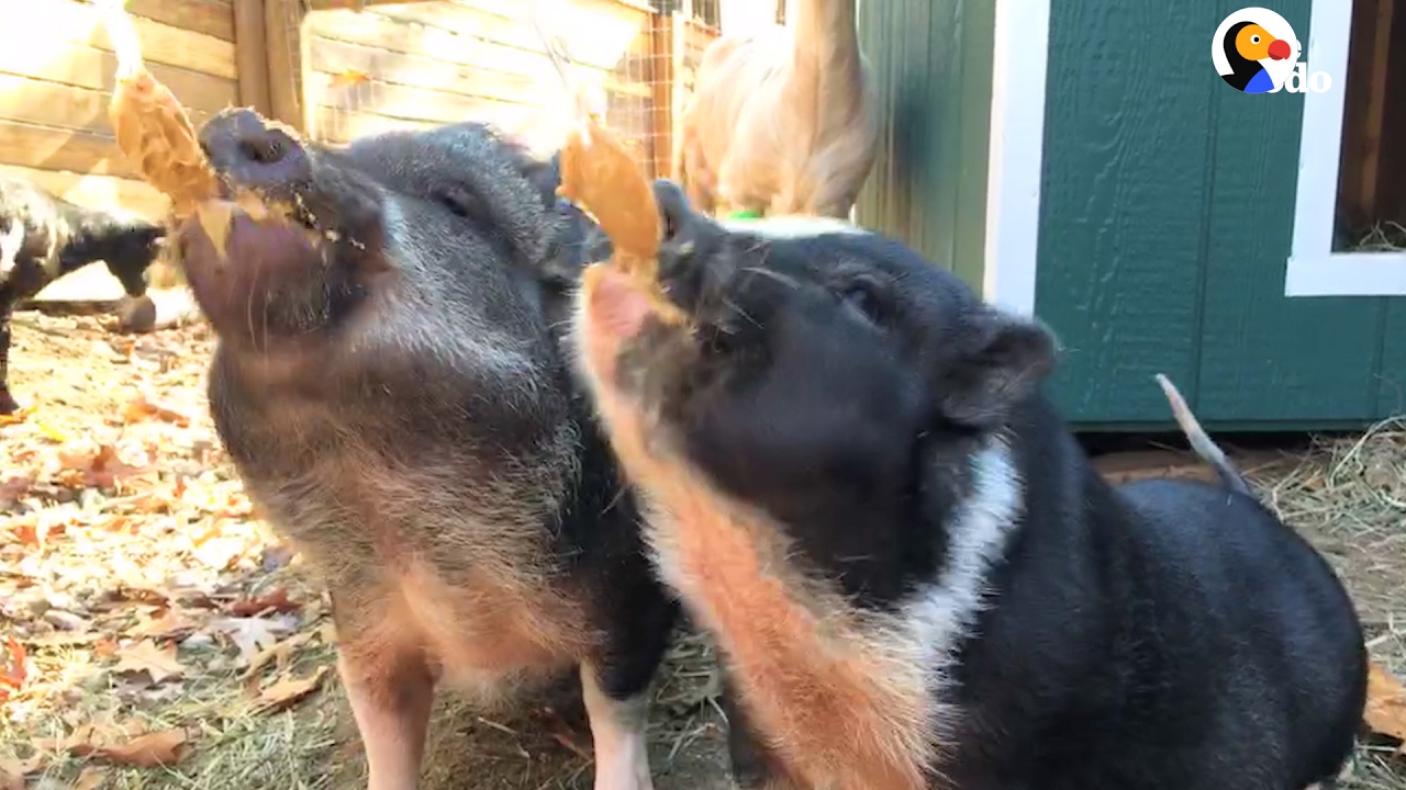 Rescue Pigs Can't Stop Eating Peanut Butter | The Dodo - YouTube