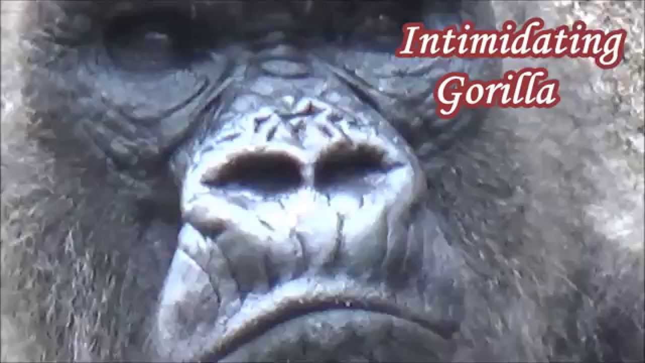 Intimidating Gorilla - YouTube