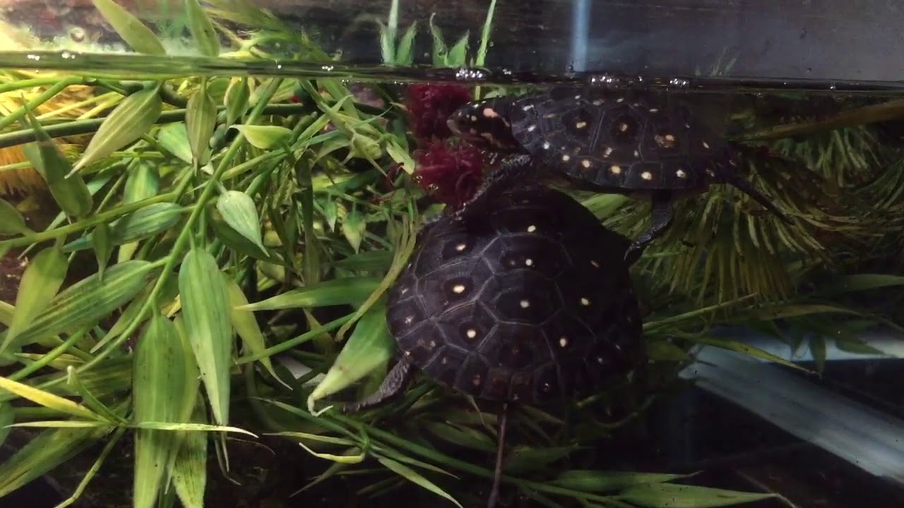 Spotted Turtle Hatchlings - YouTube