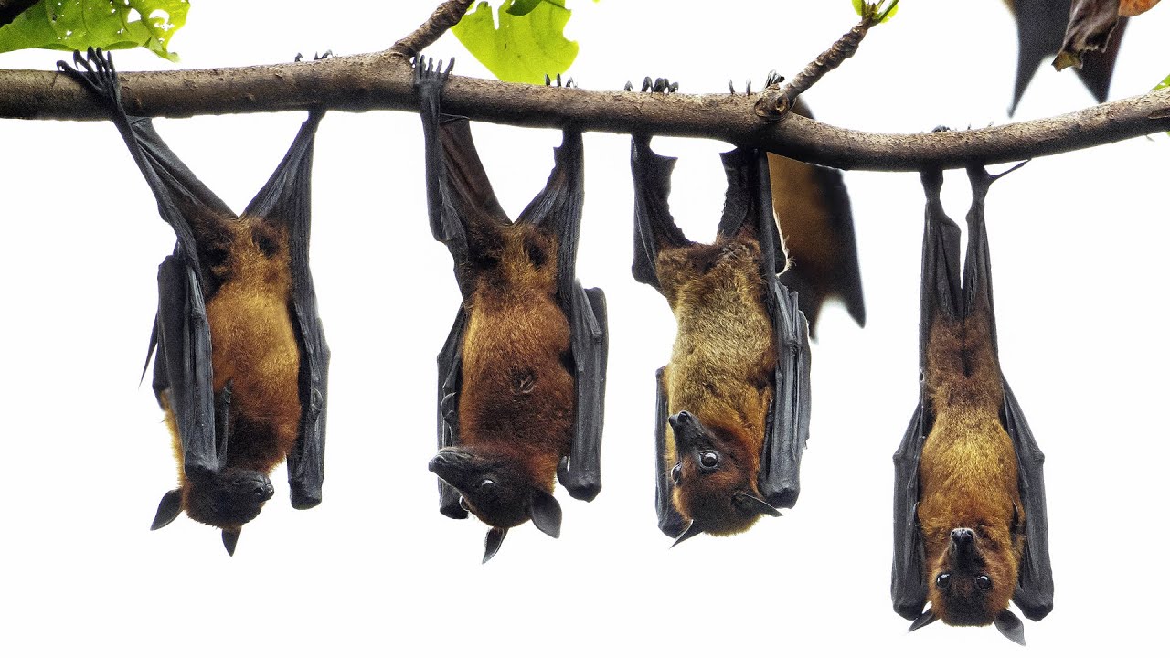 Flying Fox (Fruit Bats) | Fruit-loving Flying Foxes | වවුලා - YouTube