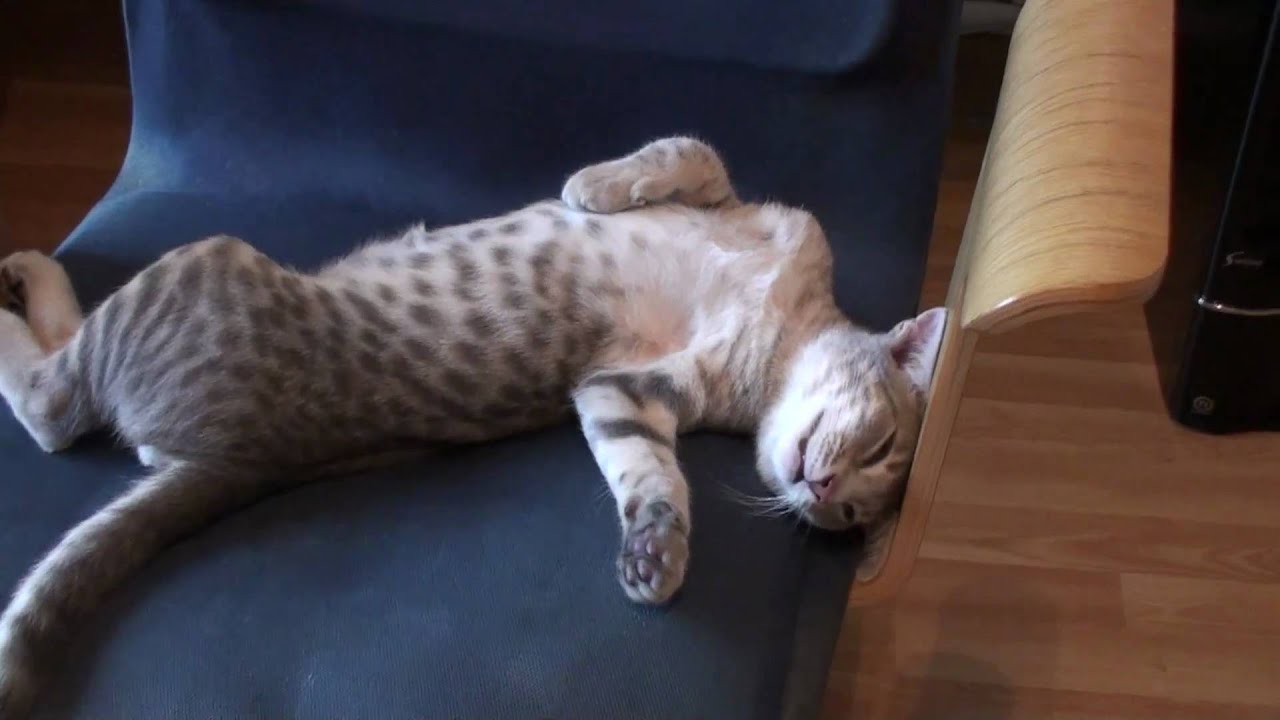 Iason - Blue spotted Ocicat - YouTube