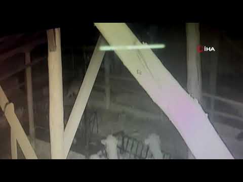 AHIRA SALDIRAN KURT 2 KOYUNU TELEF ETTİ