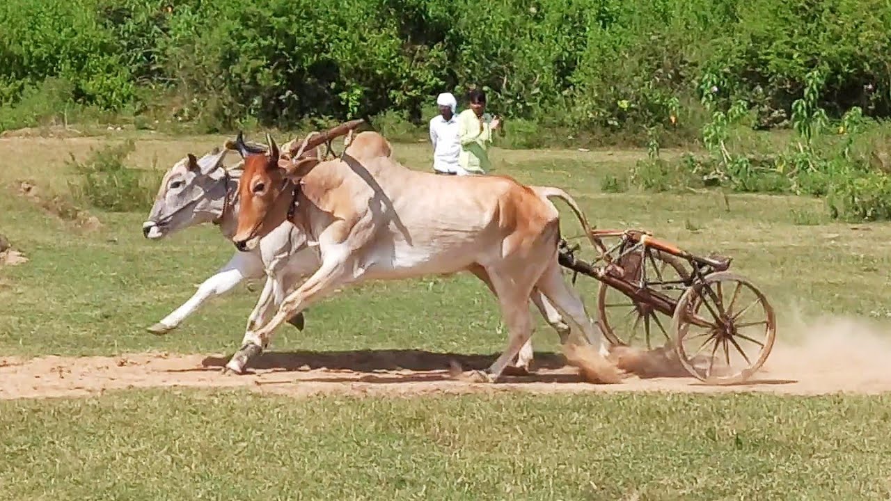 amrattola aur khakra wala bail racing bulls ox race in india bailjodi ...