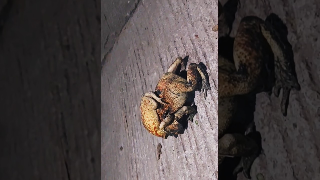 Amplexus in frog | External fertilisation. #amphibian #frog # ...