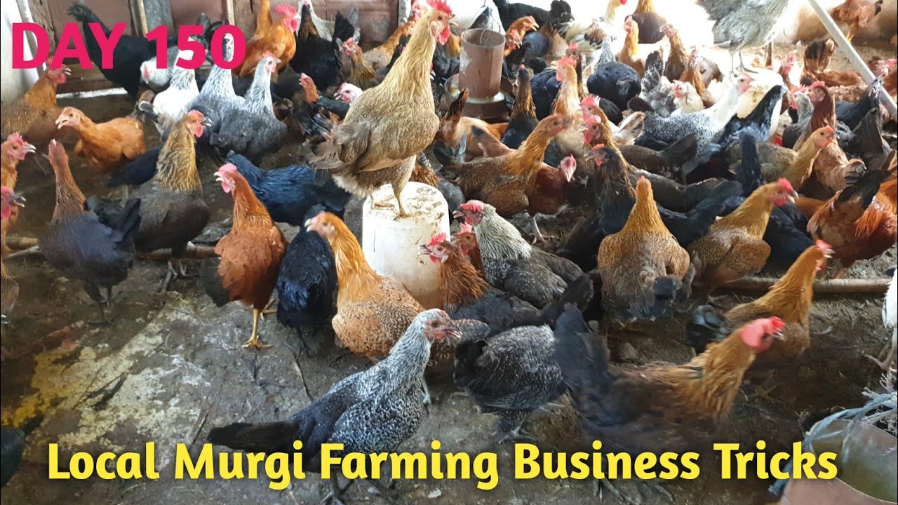 Local Murgi Farming Business Ideas l लोकेल मुरगी बिज़नेस आईडियास l দেশি ...