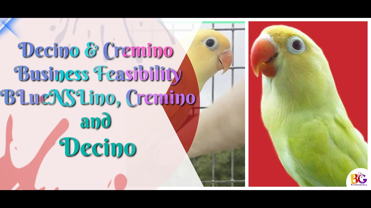 Cremino & Decino Business Feasibility || BlueNSLino with Cremino ...