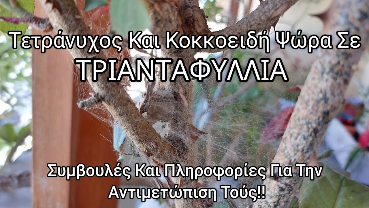 ΤΕΤΡΑΝΥΧΟΣ ΚΑΙ ΚΟΚΚΟΕΙΔΗ ΨΩΡΑ ΣΕ ΤΡΙΑΝΤΑΦΥΛΛΙΑ: Συμβουλές Και ...