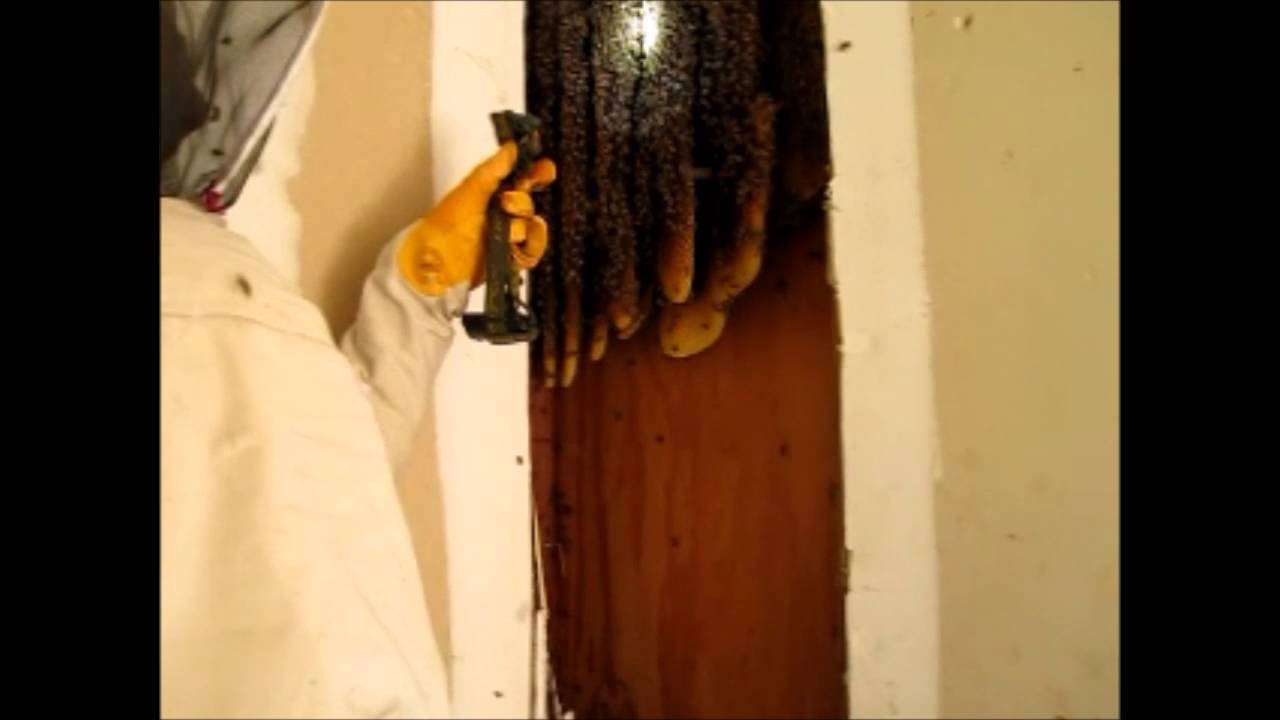 242 Bee Masters - YouTube