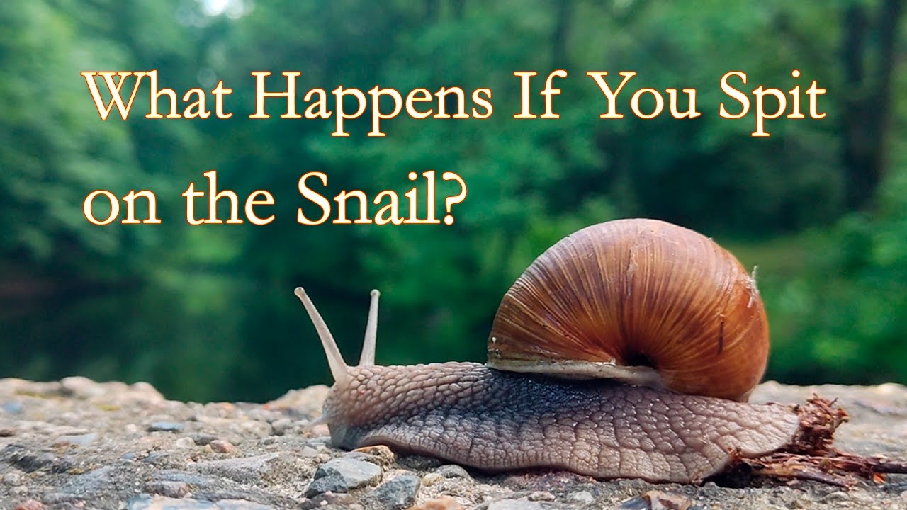 What Happens If You Spit on a Snail? - YouTube