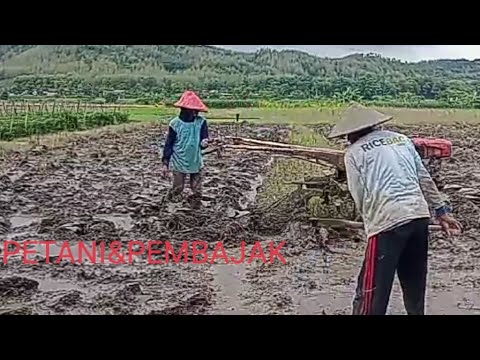 OPERATOR TRAKTOR MENGOPRASIKAN LAHAN SAWAH - YouTube