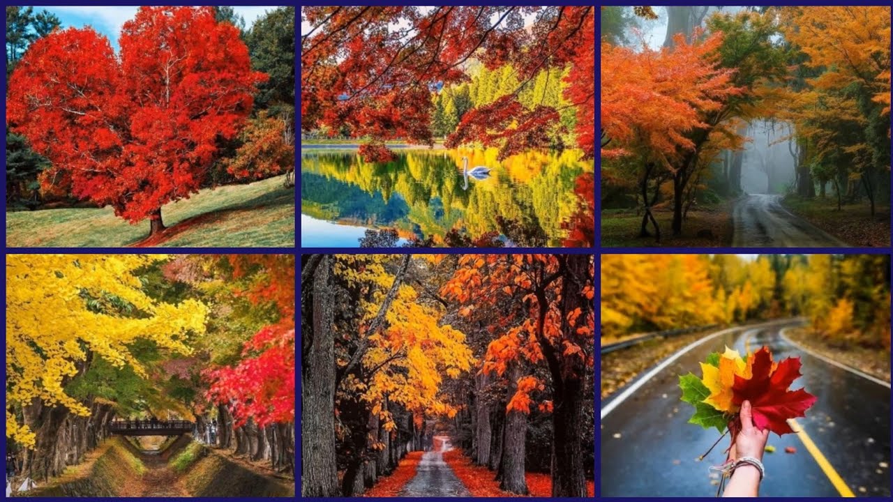 Beautiful Nature Dp Picture For Whatsapp || Nature Whatsapp Dp Photos ...