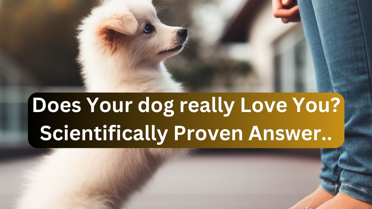 Does your dog actually love you? Your Furry Friend Deserves the Best ...