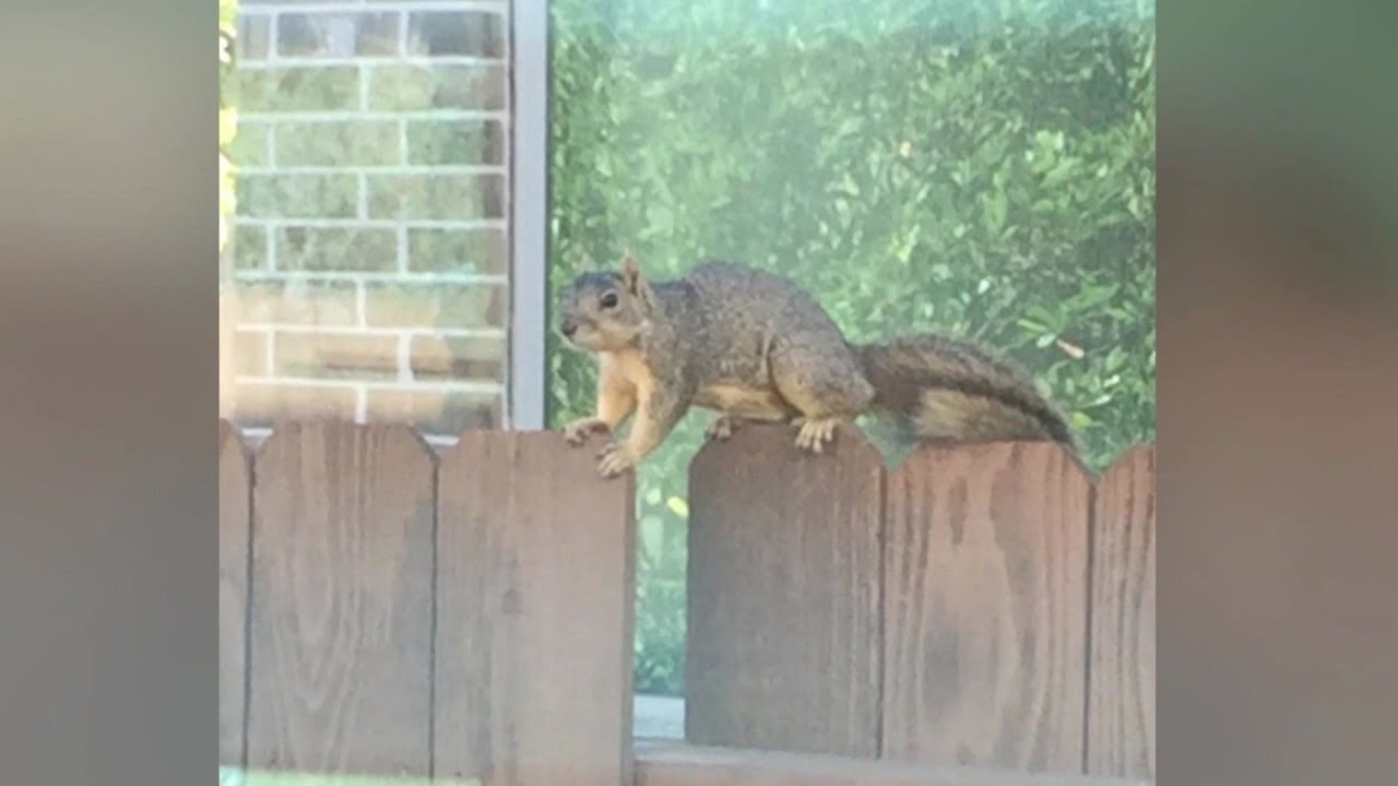 "Angry squirrel" terrorizing neighborhood - YouTube