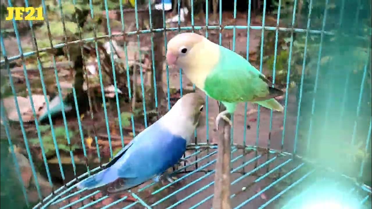Mengganti pasangan lovebird | Bongkar pasangan lovebird ala JF21 - YouTube