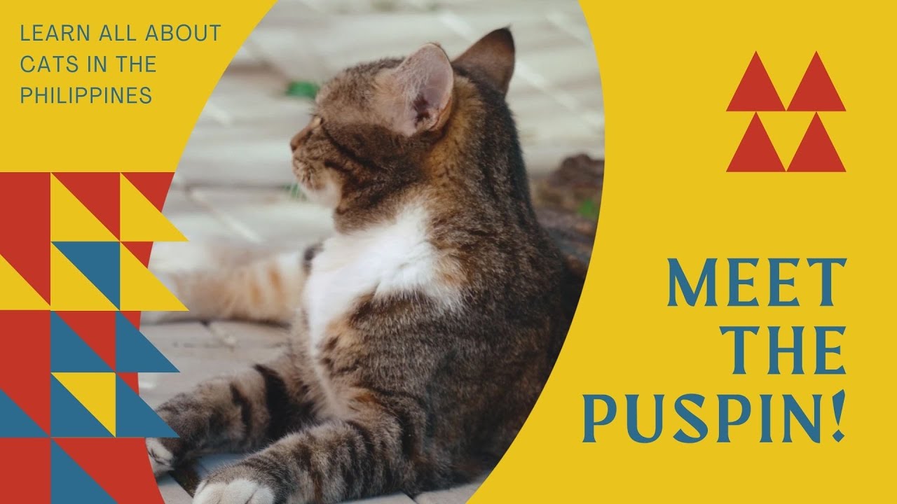 MEET THE PUSPIN Learn all about cats in the Philippines - YouTube