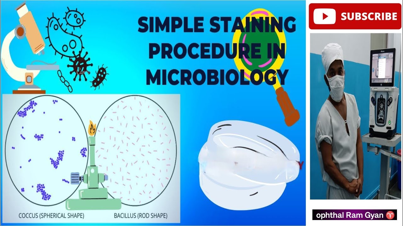 Simple Staining Procedure | what is staining | microbiology staining ...