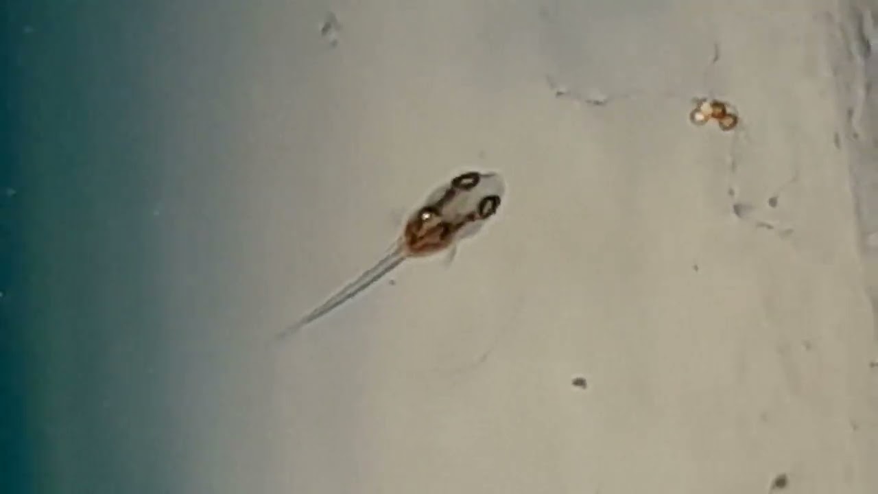 BETTA FRY CLOSEUP VIEW - YouTube