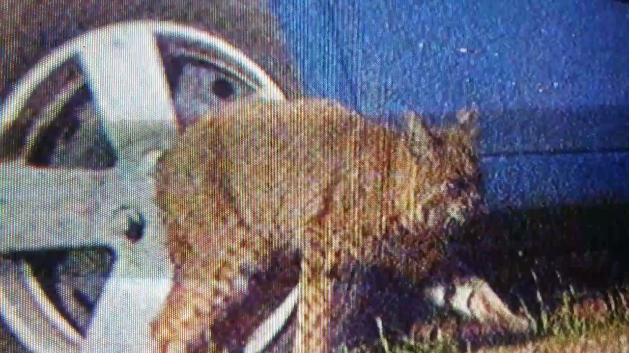 Kucing Hutan Berburu Rusa liar dan ganasssss - YouTube