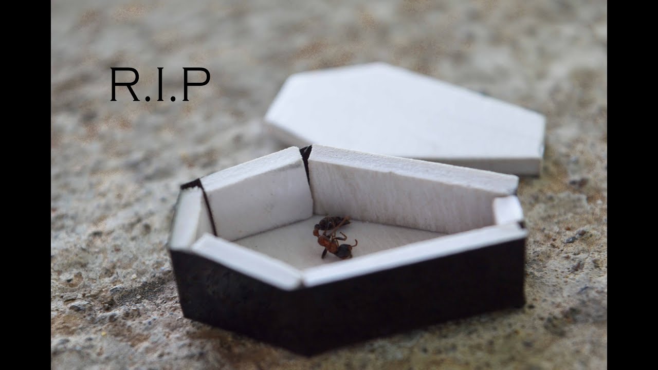 MR.ANT'S FUNERAL || PITY CEMETERY - YouTube