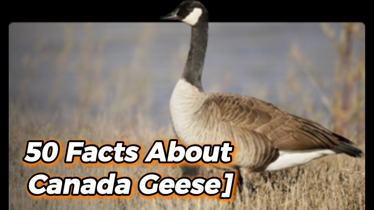 50 facts about Canada geese. - YouTube