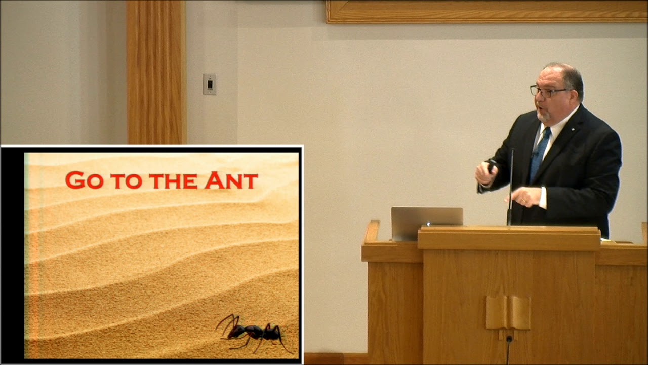 Go To The Ant - YouTube
