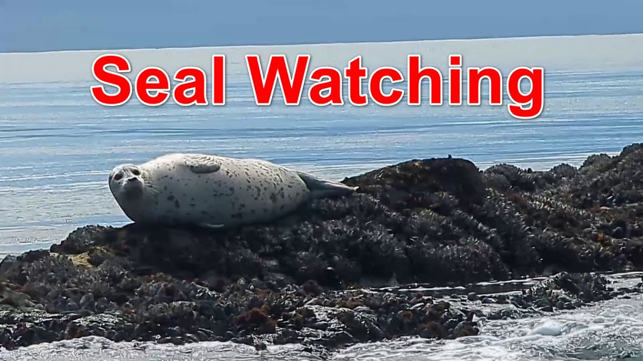 Seal Watching in Canada - YouTube
