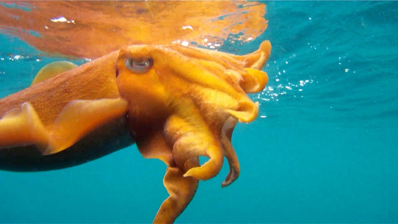 cuttle fish attack - YouTube