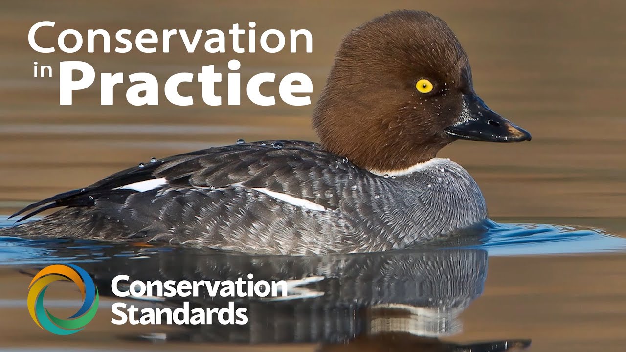 USFWS Refuge System San Francisco Bay | Testimonial - YouTube