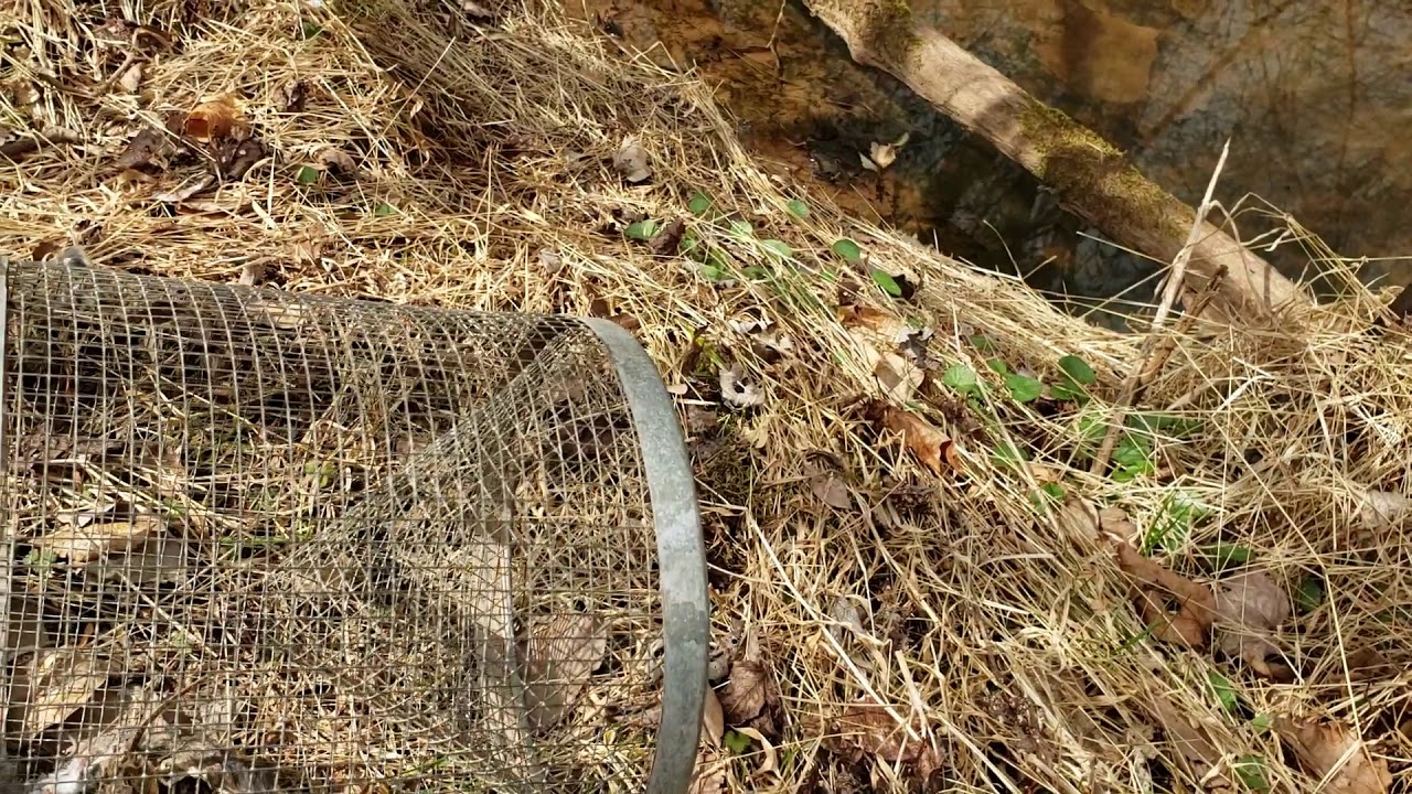 Fish Trap Mouse Trap - YouTube