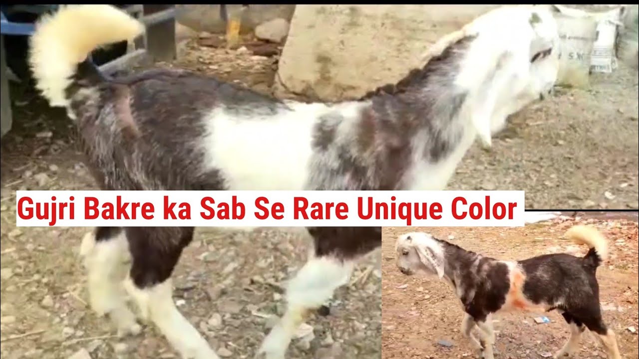 Unique color gujri Bakra Gray Jamuni Color Wala Gujri goat in jaipur ...