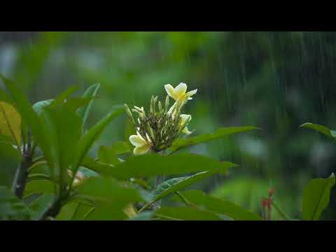 Close Up Shot of Rain Falling On Flower - YouTube