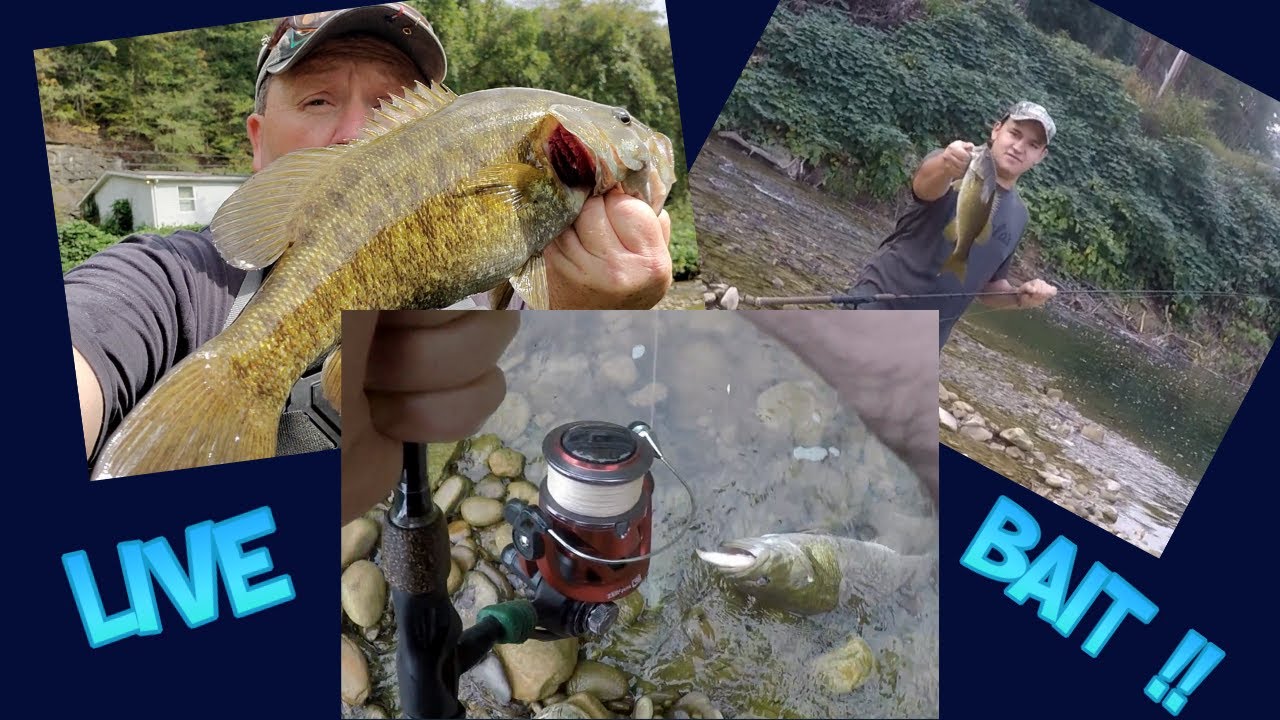 Live bait fishing River time Smallmouth !!!!! - YouTube