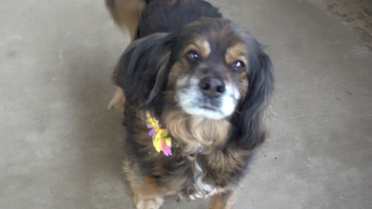 Peach Melba - Adopted Dog at Collin County Animal Services - YouTube