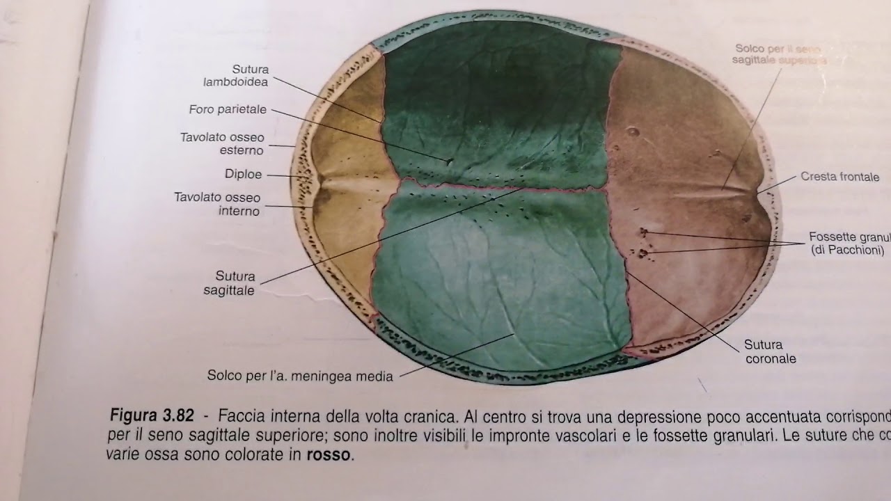 Configurazione interna del cranio (volta) - YouTube