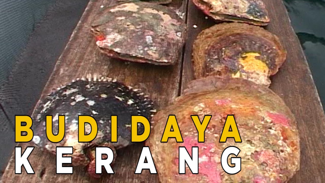 Mengintip tempat budidaya kerang mutiara | SISI LAIN - YouTube