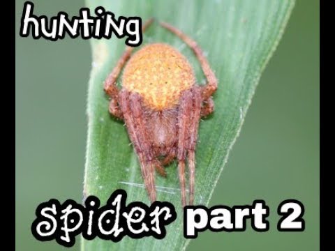 Gagamba hunting sa Taiwan part 2 - YouTube