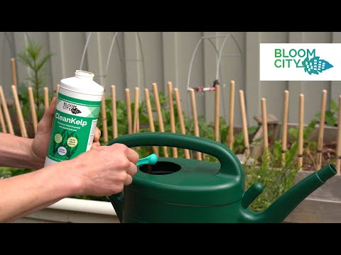 Bloom City | CleanKelp | Organic Plant Growing Supplement