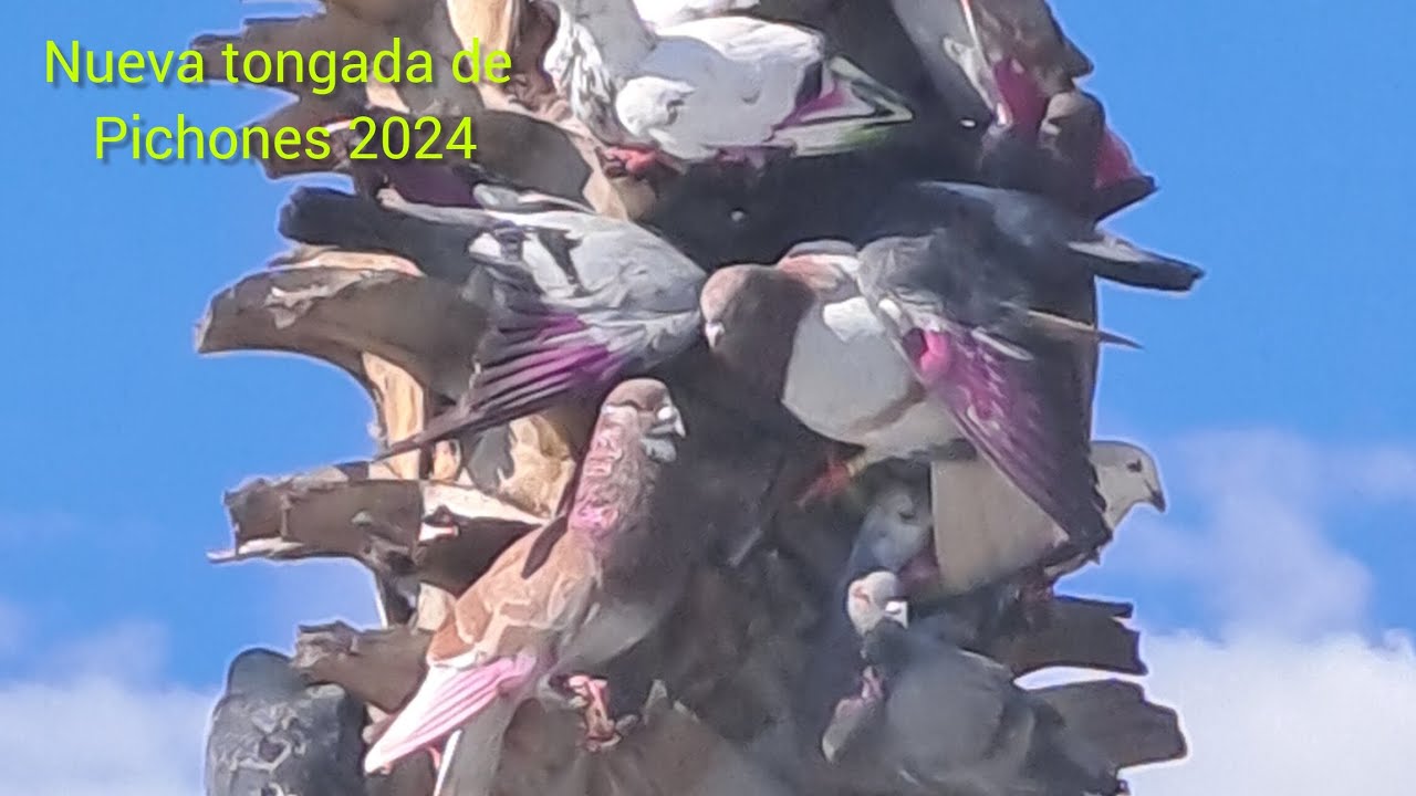 Otra tongada de pichones 2024 - YouTube