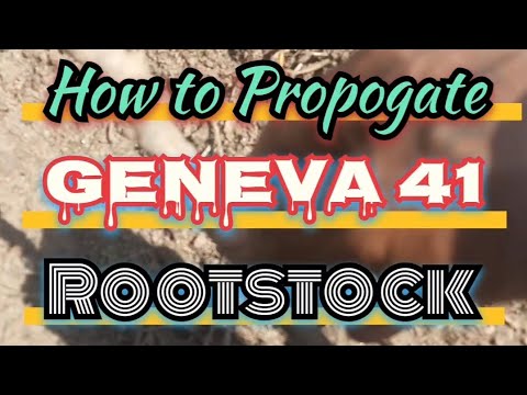 PROPAGATION OF ROOTSTOCK GENEVA 41 series. 🍎 full video. A to Z ...