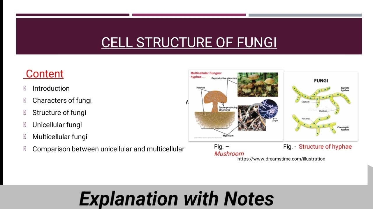 Cell structure of fungi || Unicellular and multicellular fungi ...