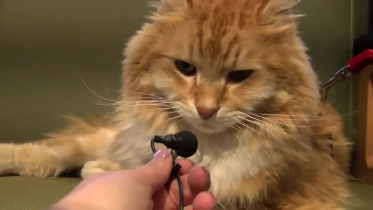 Bobby the cat reunited with family - YouTube