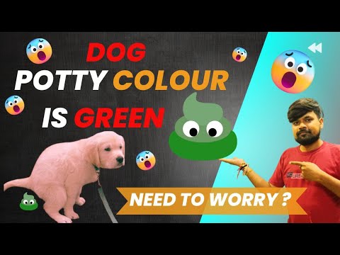 dog green poop with blood|dog doing green potty #dogcare - YouTube