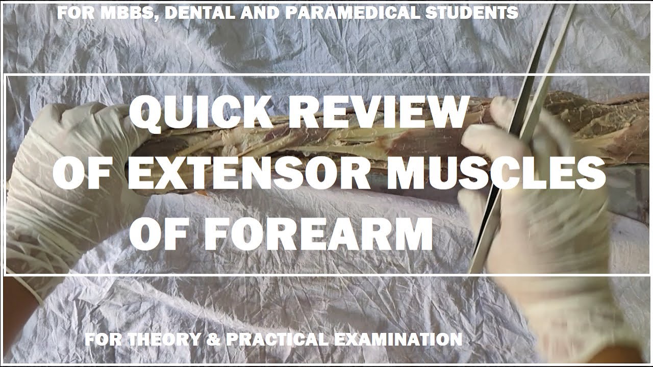 Extensor muscles of forearm Dissection & identification - YouTube