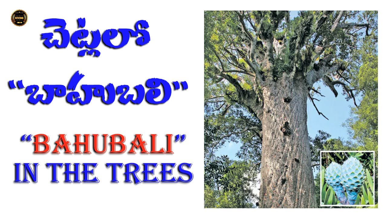 Bahubali in the trees: Agathis australis || బాహుబలి చెట్టు కౌరీ అద్భుత ...