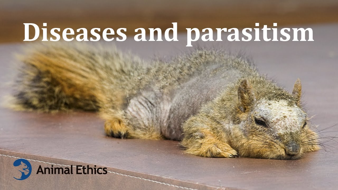 Diseases and parasitism - YouTube